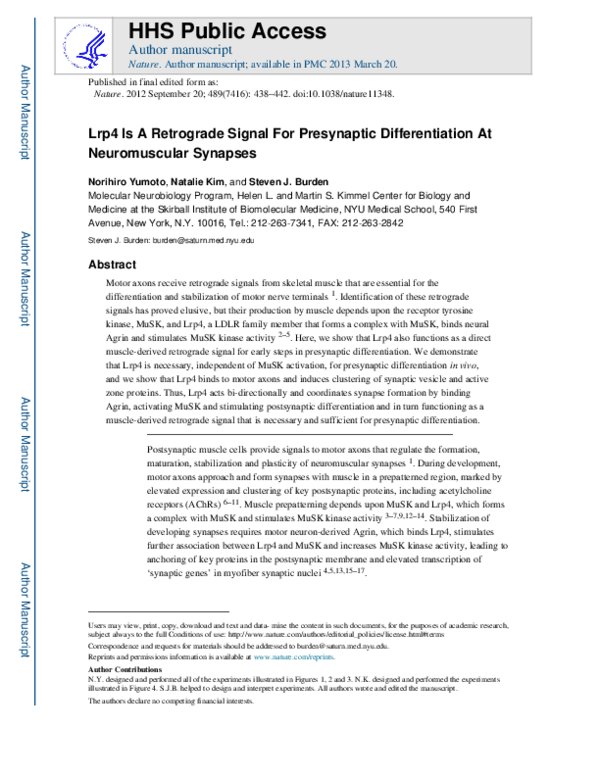 (PDF) Lrp4 is a retrograde signal for presynaptic differentiation at ...