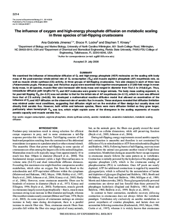 (PDF) The influence of oxygen and high-energy phosphate diffusion on ...