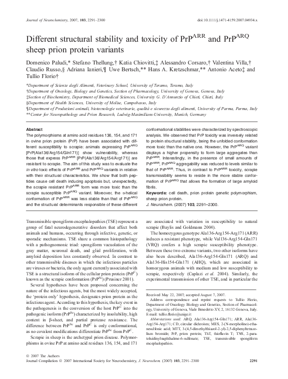 Different structural stability and toxicity of PrP ARR and PrP ARQ ...