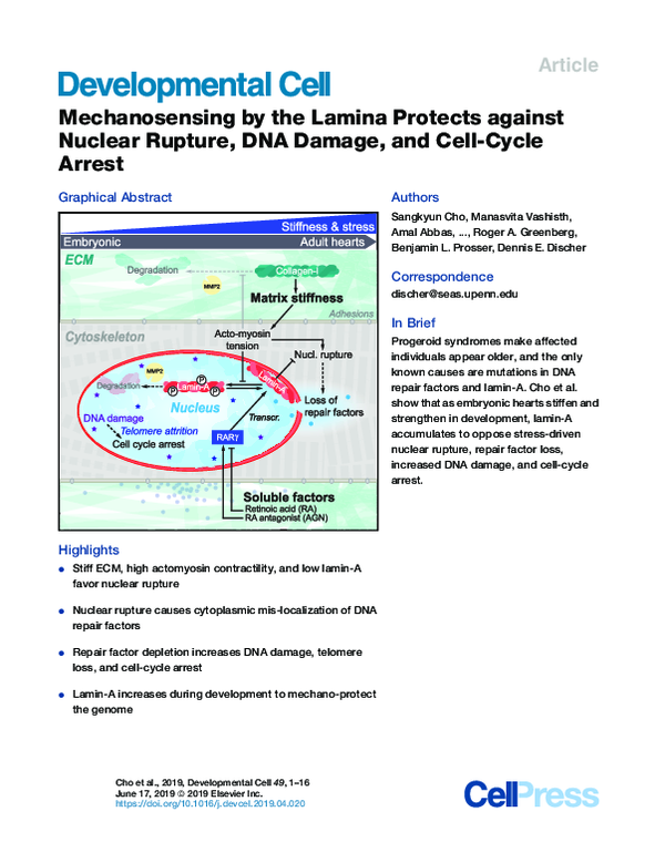 (PDF) Mechanosensing by the Lamina Protects against Nuclear Rupture ...