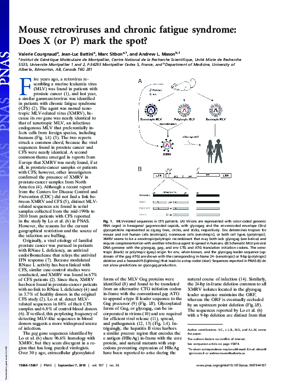 (PDF) Mouse retroviruses and chronic fatigue syndrome: Does X (or P ...