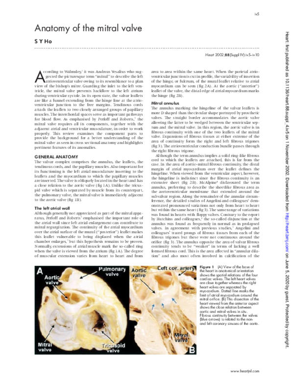 (PDF) Anatomy of the mitral valve