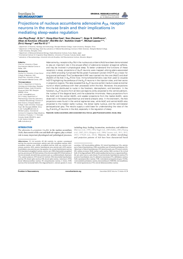 (PDF) Projections of nucleus accumbens adenosine A2A receptor neurons ...