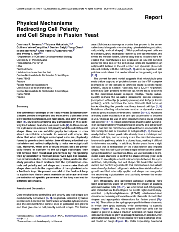 (PDF) Physical Mechanisms Redirecting Cell Polarity and Cell Shape in ...