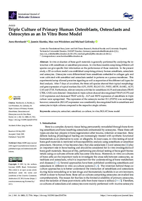(PDF) Triple Culture of Primary Human Osteoblasts, Osteoclasts and ...