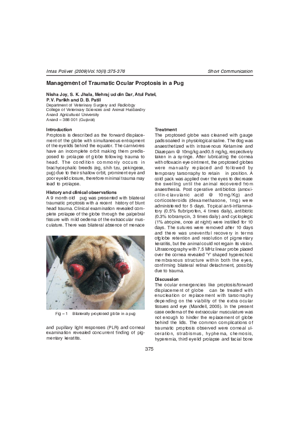 (PDF) Management of Traumatic Ocular Proptosis in a Pug