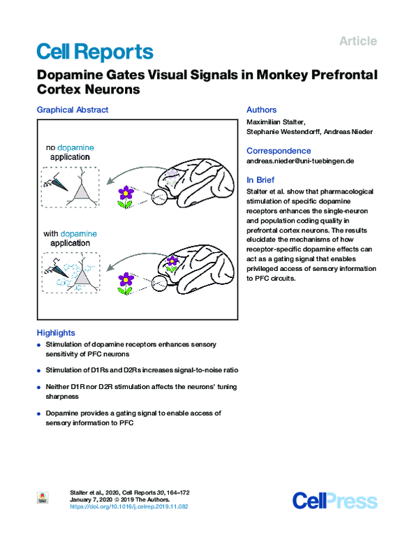 (PDF) Dopamine Gates Visual Signals in Monkey Prefrontal Cortex Neurons