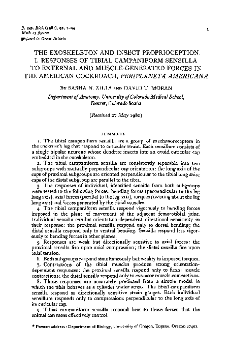 (PDF) The Exoskeleton and Insect Proprioception. I. Responses of Tibial ...