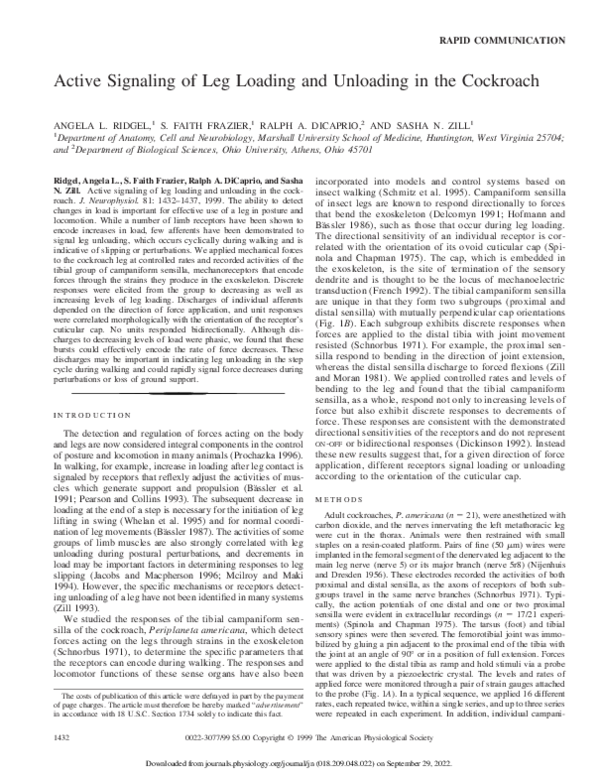 (PDF) Active signaling of leg loading and unloading in the cockroach