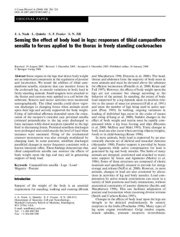 (PDF) Sensing the effect of body load in legs: responses of tibial ...