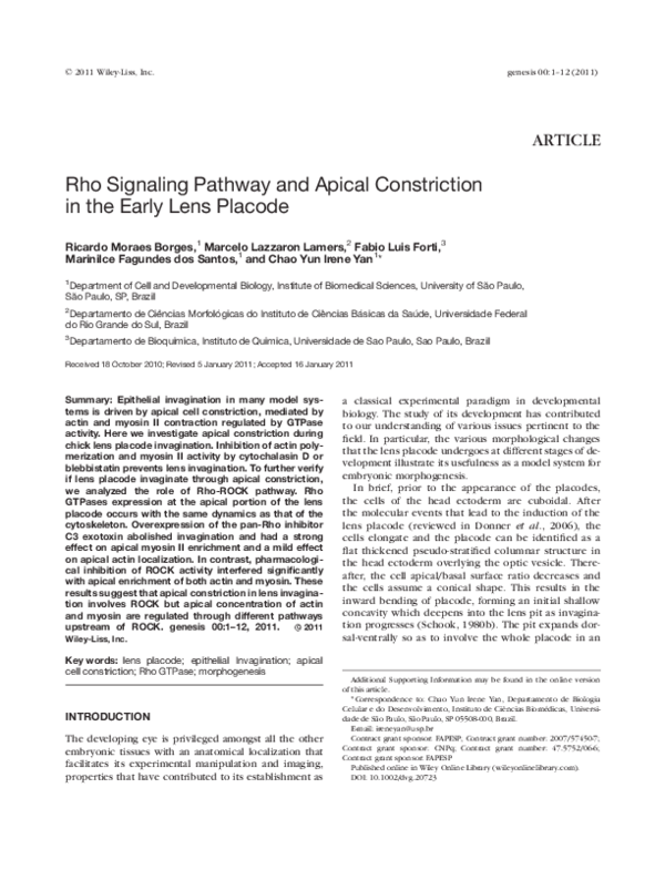 (PDF) Rho signaling pathway and apical constriction in the early lens ...