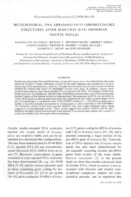 (PDF) Mitochondrial DNA arranged into chromatin-like structures after ...