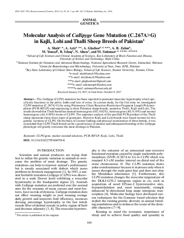 (PDF) Molecular Analysis of Callipyge Gene Mutation (C.267A>G) in Kajli ...