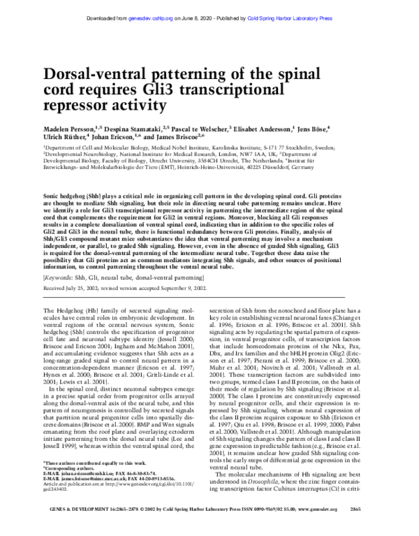 Dorsal-ventral patterning of the spinal cord requires Gli3 ...