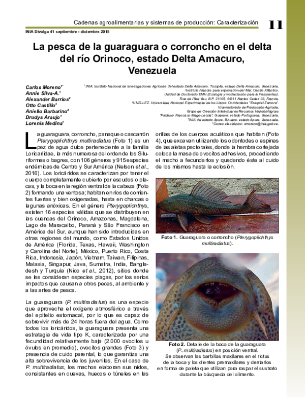 (PDF) La pesca de la Guaraguara o Corroncho en el delta del río Orinoco ...