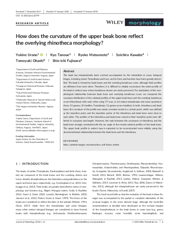 (PDF) How does the curvature of the upper beak bone reflect the ...