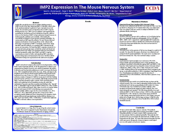 (PDF) IMP2 Expression In The Mouse Nervous System