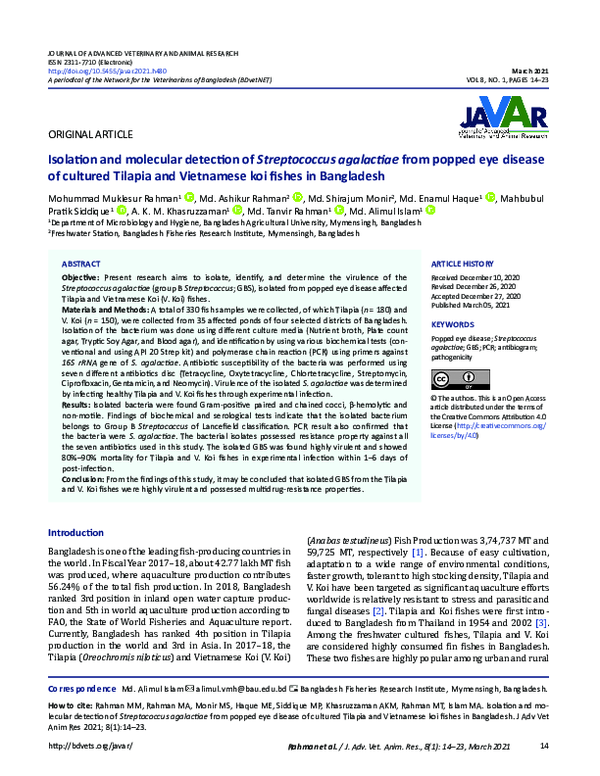 Pdf Isolation And Molecular Detection Of Streptococcus Agalactiae From Popped Eye Disease Of