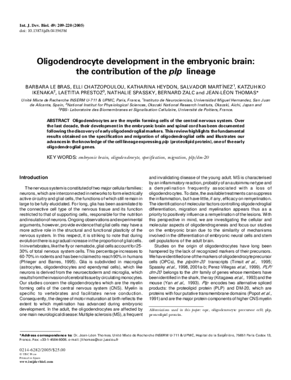 (PDF) Oligodendrocyte development in the embryonic brain: the ...