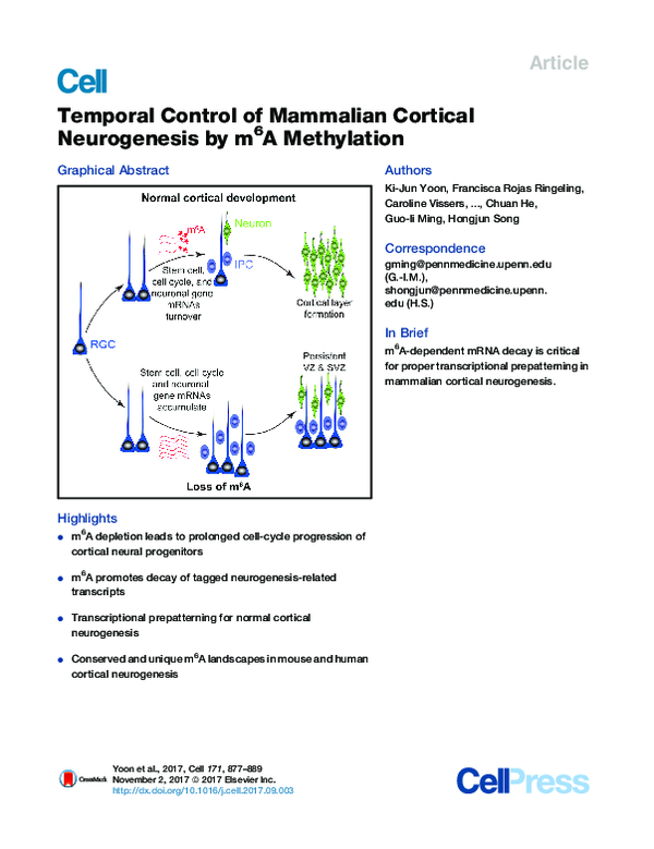 (PDF) Temporal Control of Mammalian Cortical Neurogenesis by m6A ...