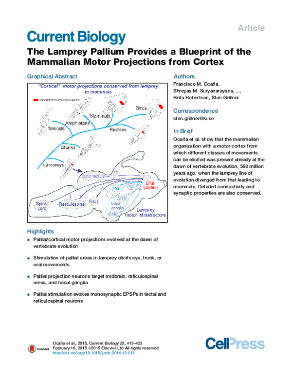 (PDF) The Lamprey Pallium Provides a Blueprint of the Mammalian Motor ...