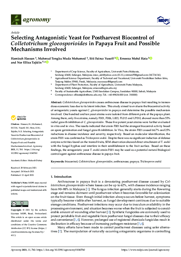 (PDF) Selecting Antagonistic Yeast for Postharvest Biocontrol of Colletotrichum gloeosporioides ...