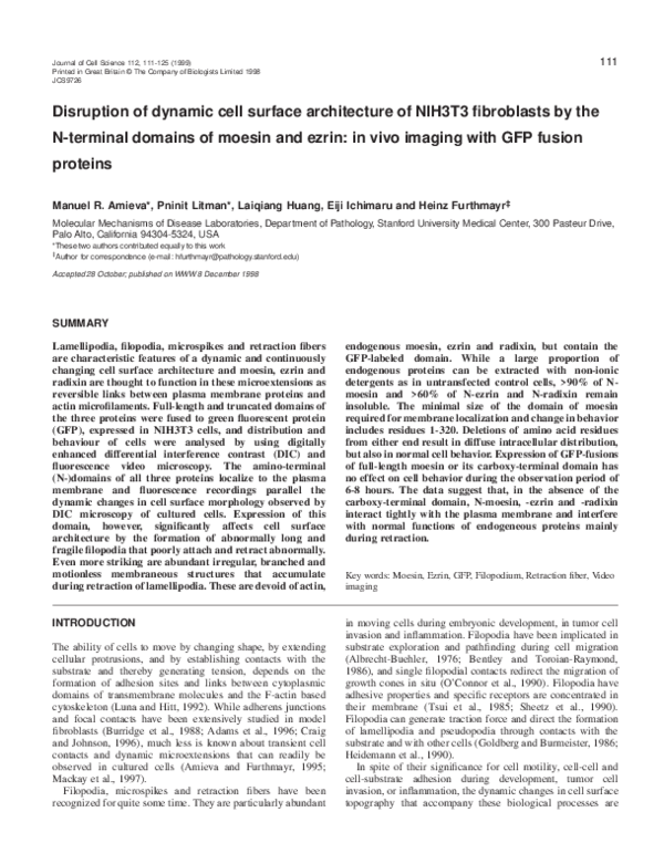 (PDF) Disruption of dynamic cell surface architecture of NIH3T3 ...