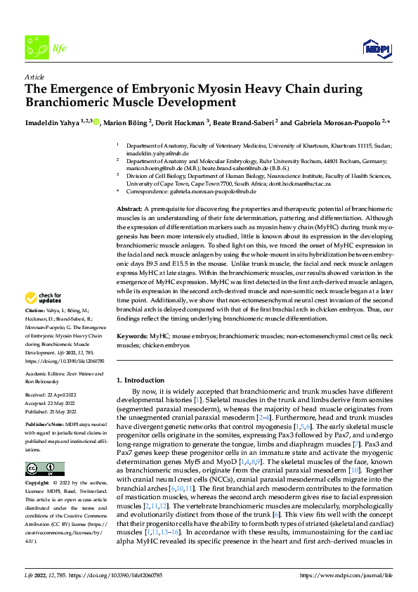 (PDF) The Emergence of Embryonic Myosin Heavy Chain during ...