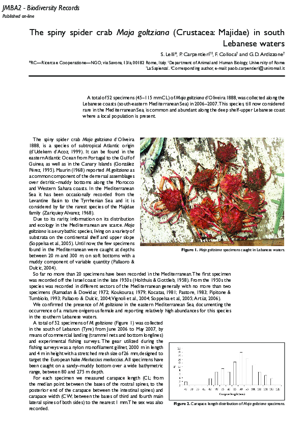 (PDF) The spiny spider crab Maja goltziana (Crustacea: Majidae) in ...