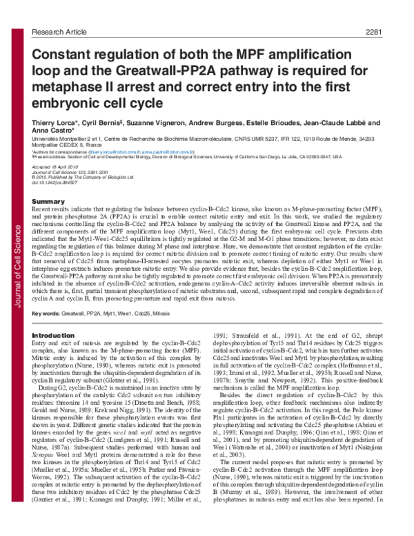 (PDF) Constant regulation of both the MPF amplification loop and the ...
