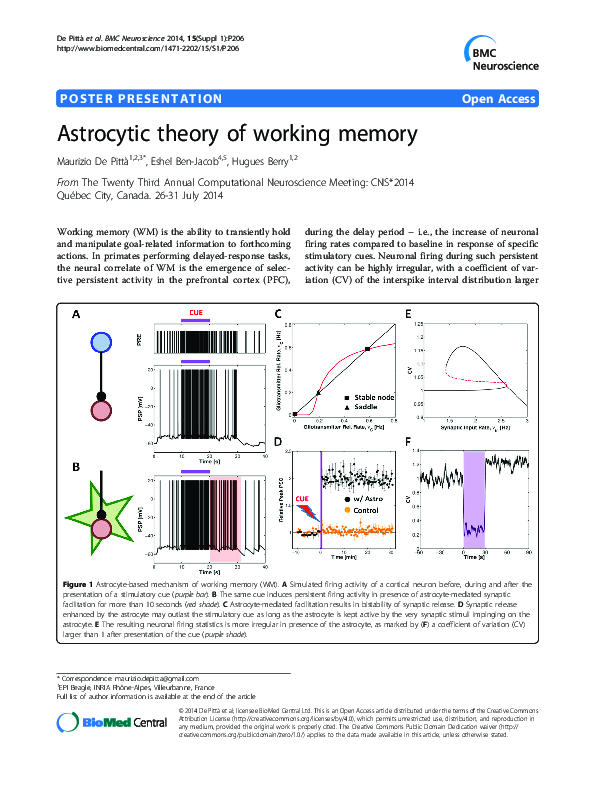 (PDF) Astrocytic theory of working memory
