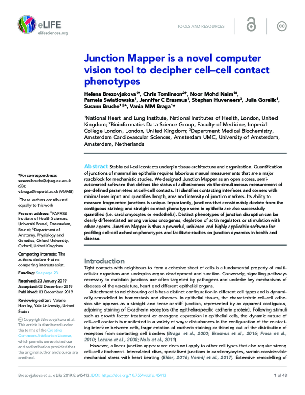 (PDF) Junction Mapper is a novel computer vision tool to decipher cell ...