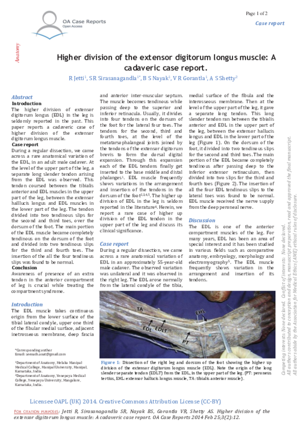 (PDF) Anatomy Higher division of the extensor digitorum longus muscle ...