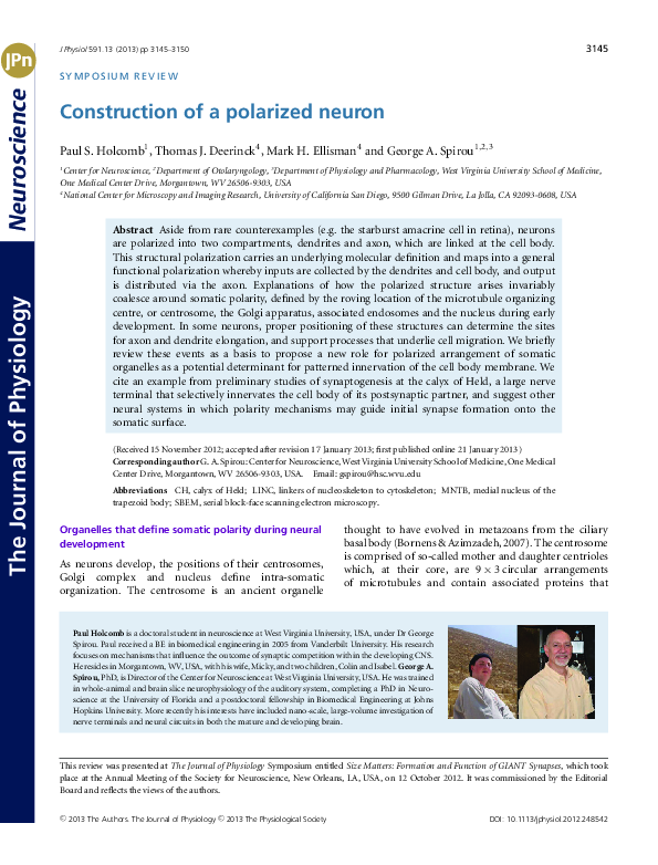 (PDF) Construction of a Polarized Neuron