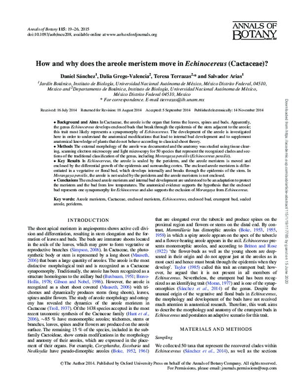 (PDF) How and why does the areole meristem move in Echinocereus ...