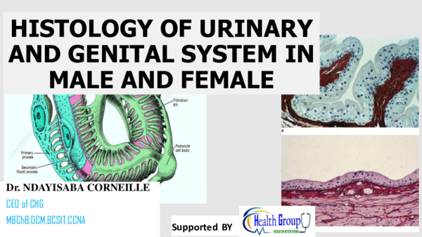 (PDF) HISTOLOGY OF URINARY AND GENITAL SYSTEM IN MALE AND FEMALE