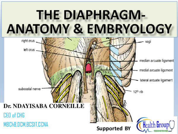 (PDF) ANATOMY OF DIAPHRAGM AND ITS EMBRYOLOGY