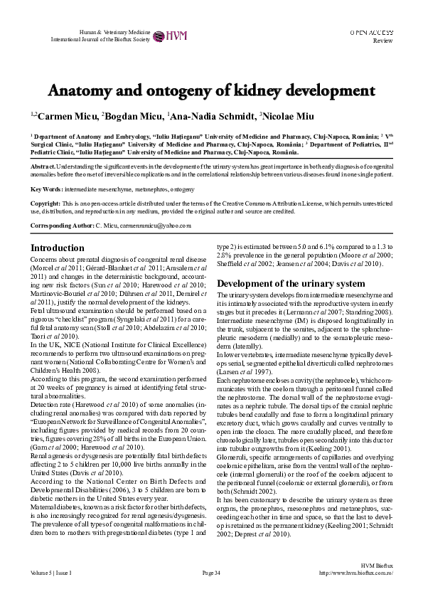 (PDF) Anatomy and ontogeny of kidney development