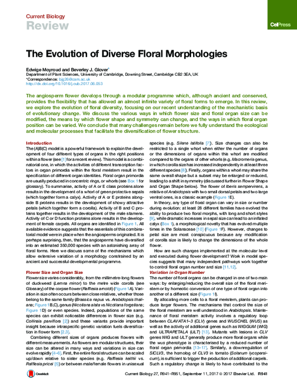 (PDF) The Evolution of Diverse Floral Morphologies