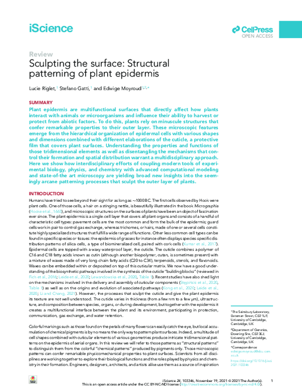 (PDF) Sculpting the surface: Structural patterning of plant epidermis