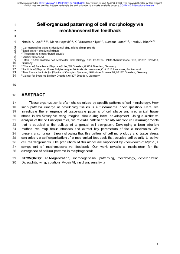 (PDF) Self-organized patterning of cell morphology via mechanosensitive ...