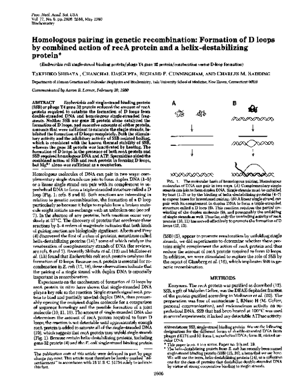 (PDF) Homologous pairing in genetic recombination: formation of D loops ...