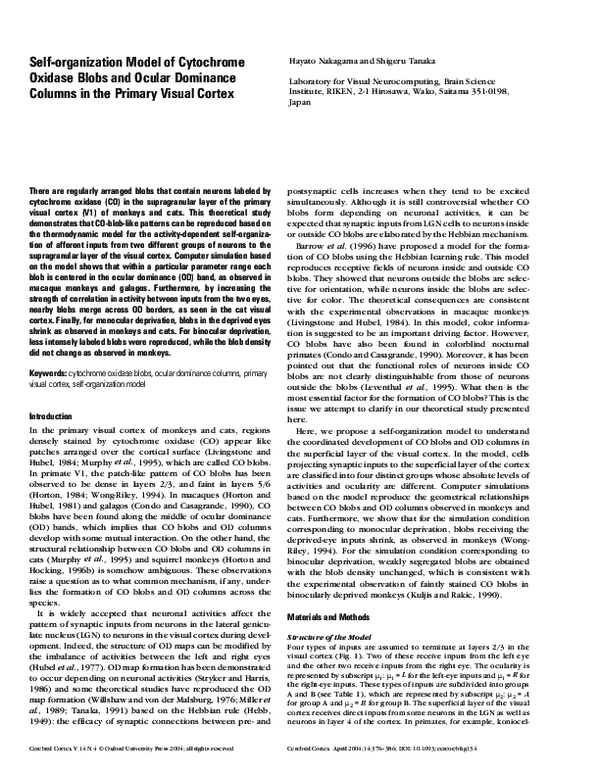 (PDF) Self-organization Model of Cytochrome Oxidase Blobs and Ocular Dominance Columns in the ...