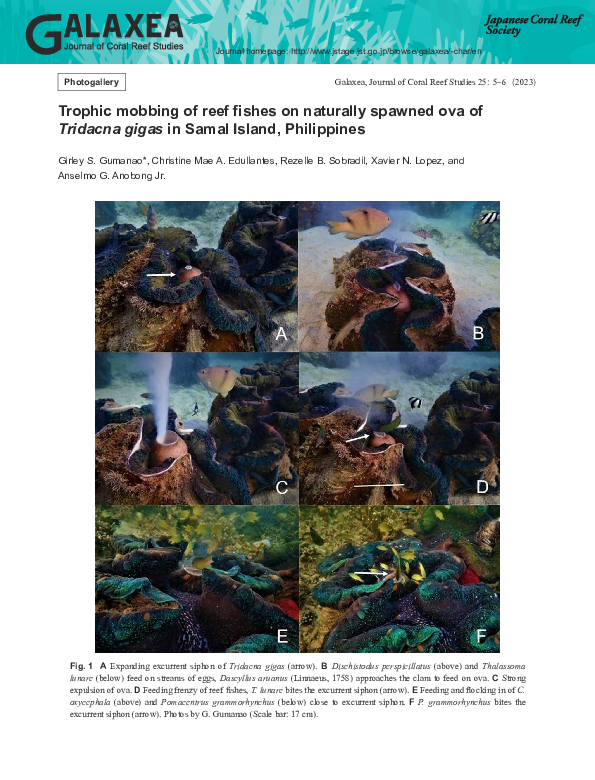 (PDF) Trophic mobbing of reef fishes on naturally spawned ova of ...