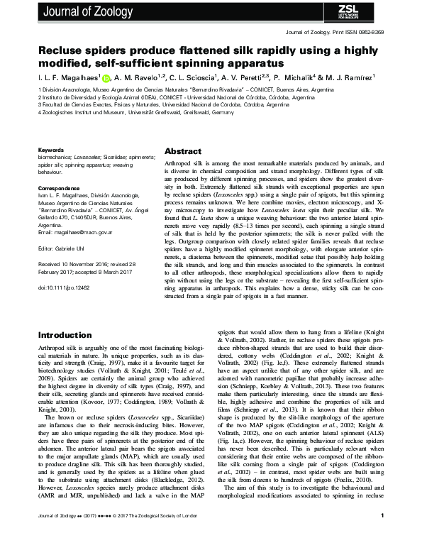 (PDF) Recluse spiders produce flattened silk rapidly using a highly ...