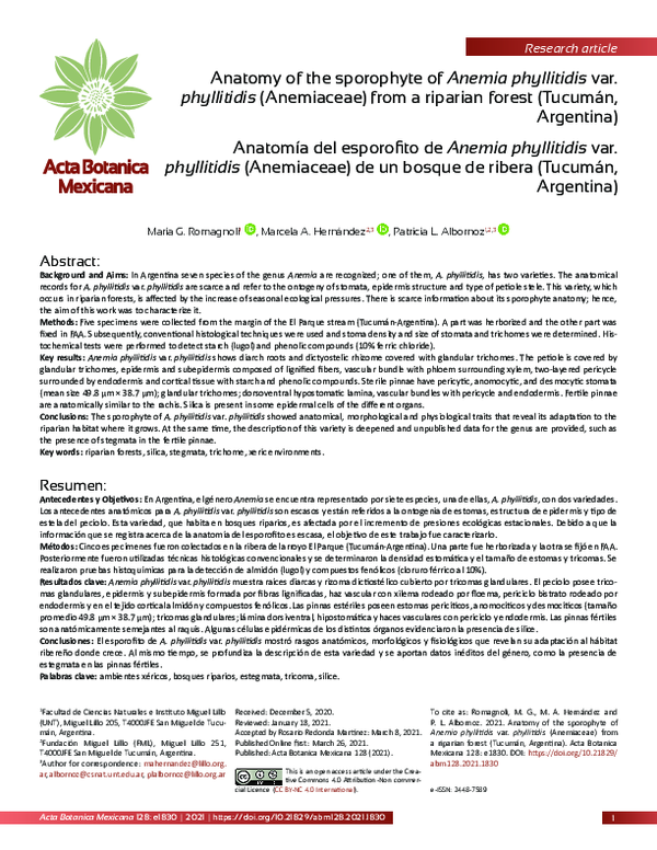 (PDF) Anatomy of the sporophyte of Anemia phyllitidis var. phyllitidis ...
