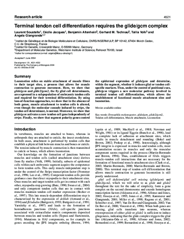 (PDF) Terminal tendon cell differentiation requires the glide/gcm complex