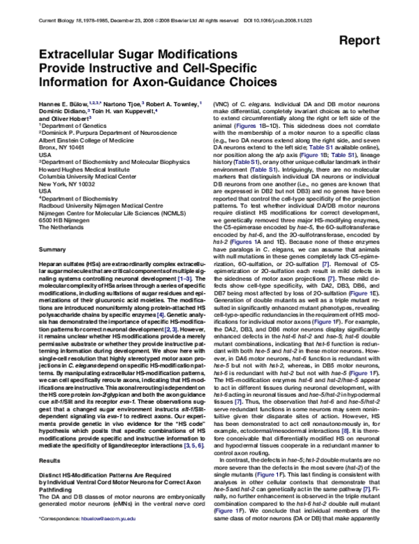 (PDF) Extracellular Sugar Modifications Provide Instructive and Cell ...