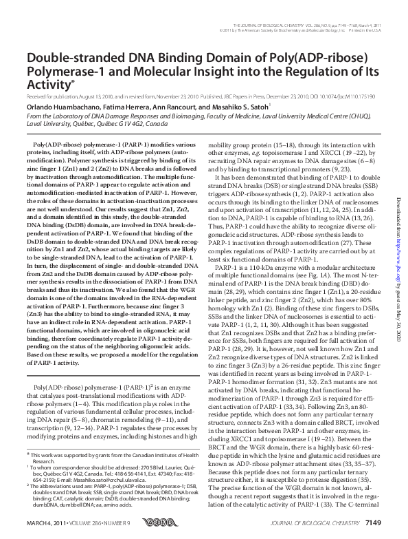 Pdf Double Stranded Dna Binding Domain Of Poly Adp Ribose Polymerase