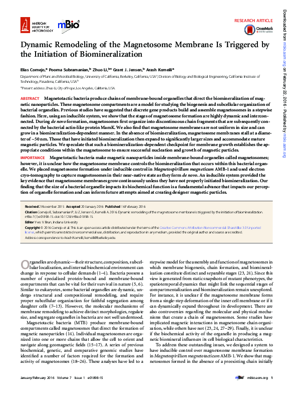 (PDF) Dynamic Remodeling of the Magnetosome Membrane Is Triggered by ...
